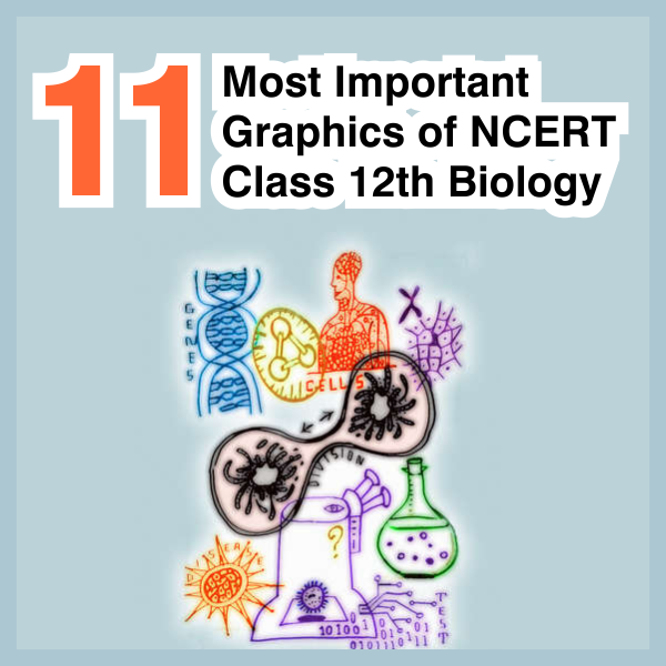 11 Most Important Graphics in NCERT Class 12th Biology