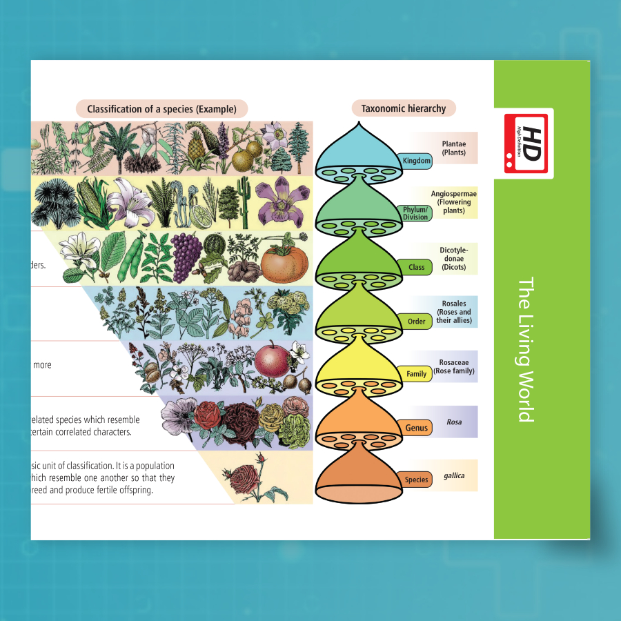 fingertips book content - MTG Learning Media Resources