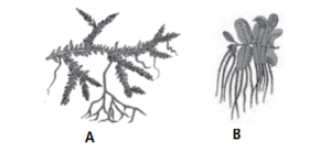 Plant Kingdom Class 11 Important CBSE Questions and Answers - MTG Learning Media Resources