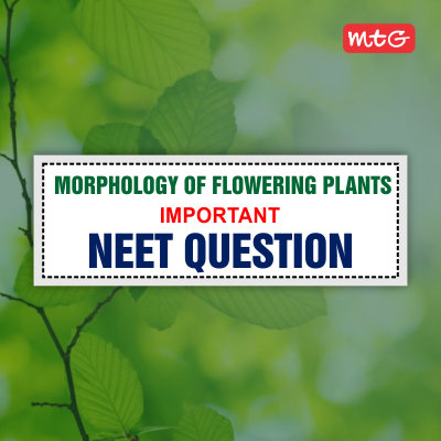 Morphology of Flowering Plants NEET Questions and Answers - MTG Learning Media Resources
