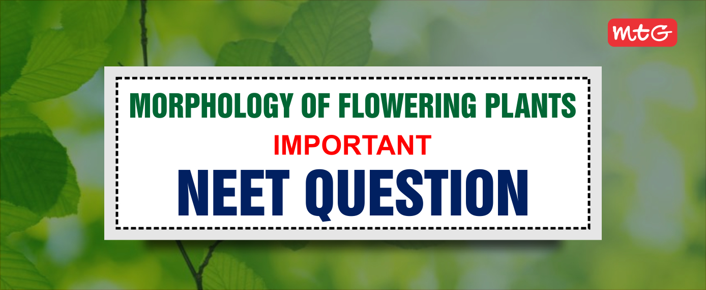 morphology of flowering plants neet questions - MTG Learning Media ...