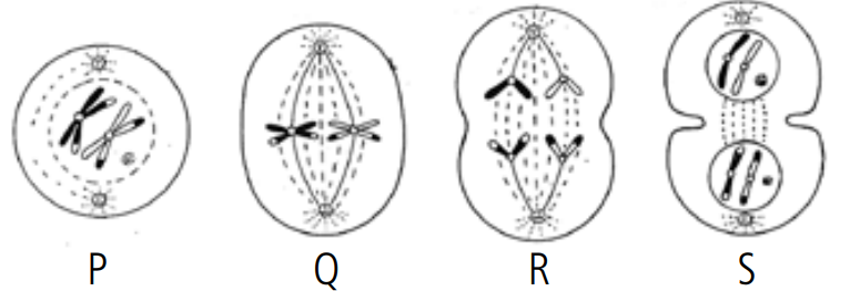 cell division - MTG Learning Media Resources