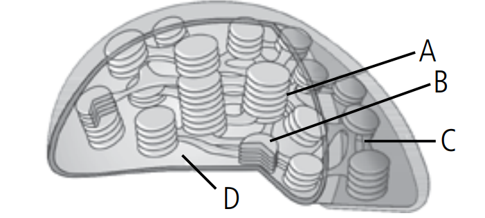 Cell the Unit of Life NEET Questions and Answers - MTG Learning Media ...