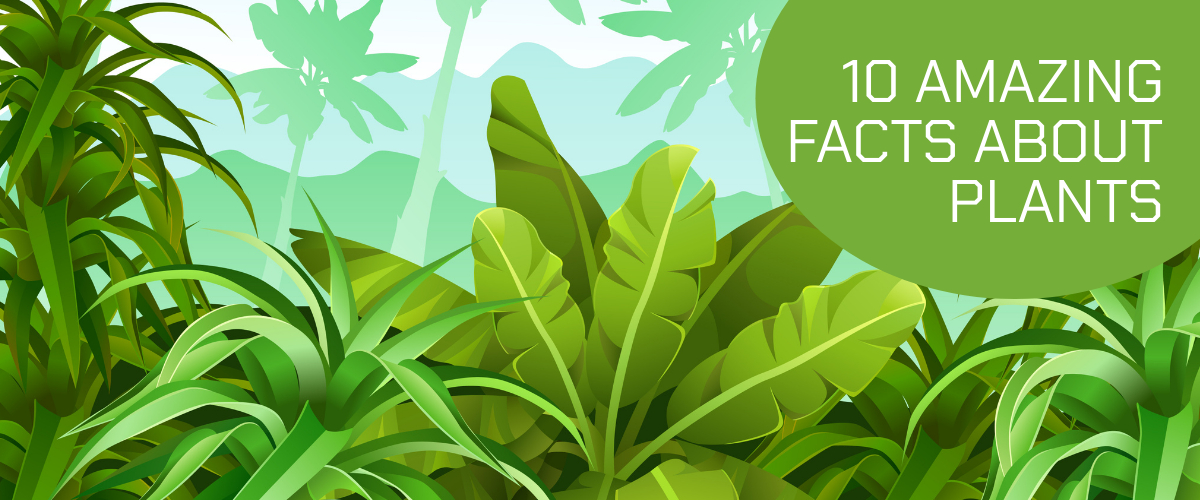 AMAZING Facts About Plants MTG Blog AMAZING Facts About Plants MTG Blog